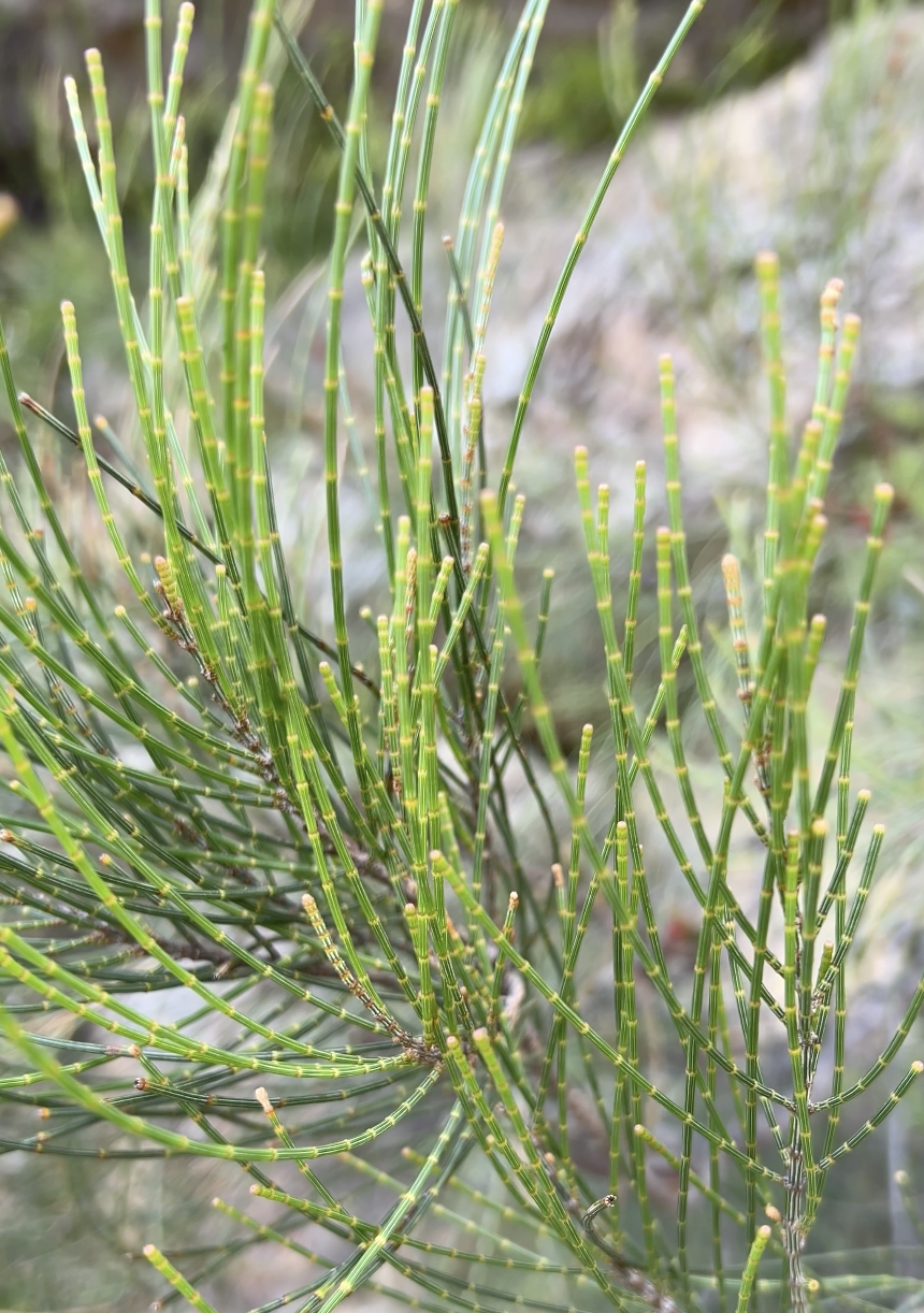 "Sheoaks: Australia’s Unsung Native Trees with Fascinating Adaptations" — The Gardeners Lodge